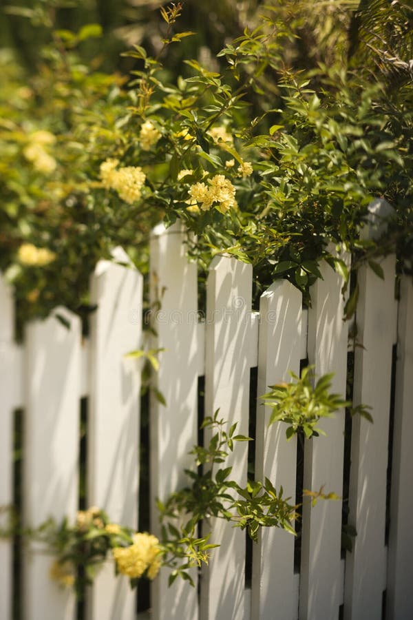 Roses growing over fence. stock image. Image of yard, rose - 2051527