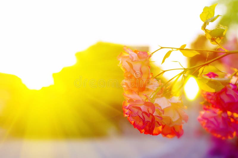 Roses and sun stock image. Image of bloom, isolated - 128461205