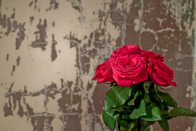 Roses and grunge wall stock photo. Image of elegant, bright - 21611698
