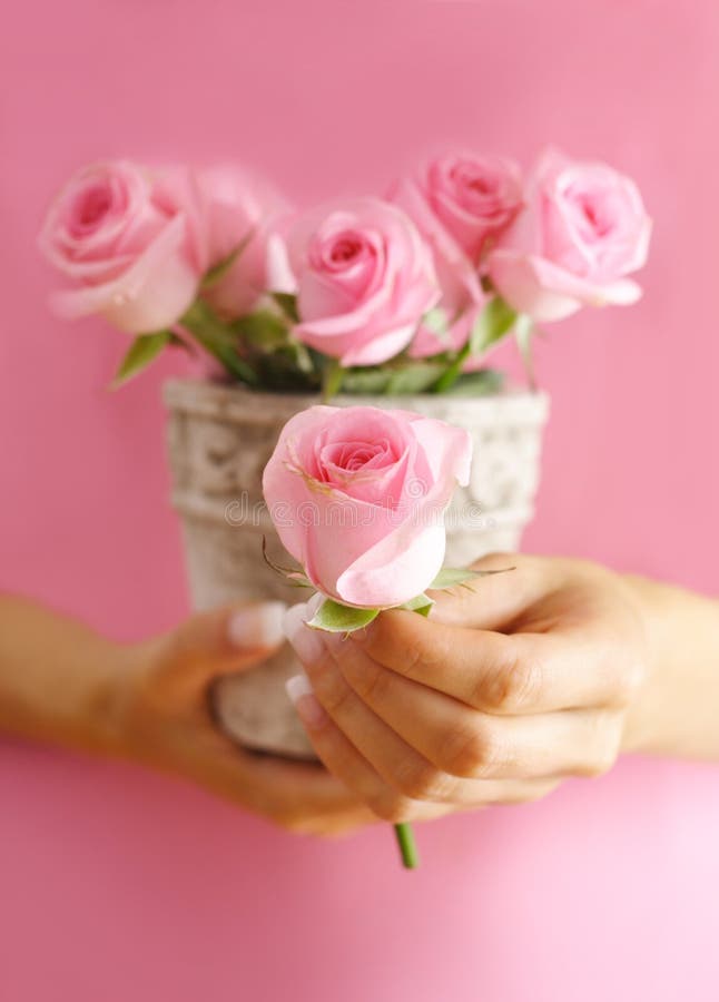 Roses in hands stock image. Image of blossom, anniversary - 5879137