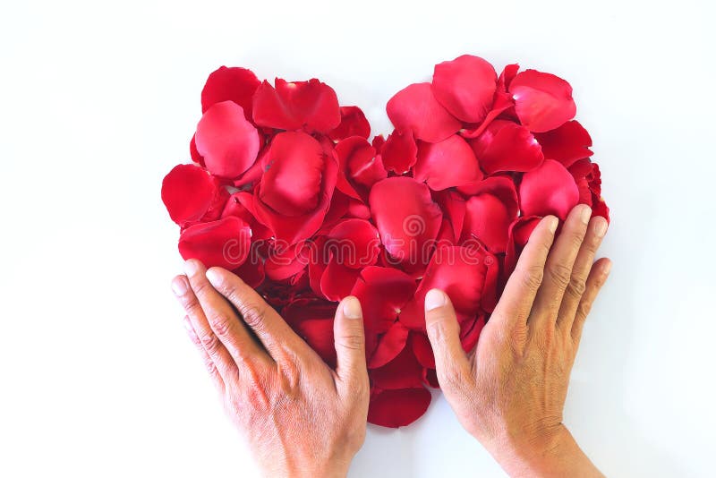 Roses Heart and Hand Isolated on White. Stock Image - Image of isolated ...