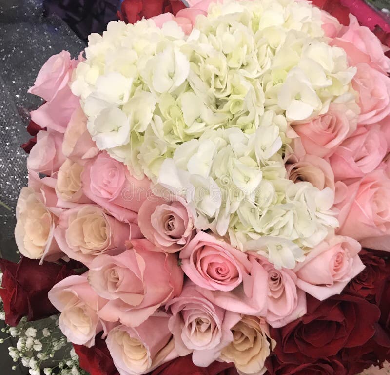 Roses and hydrangea stock image. Image of white, pink - 132502761