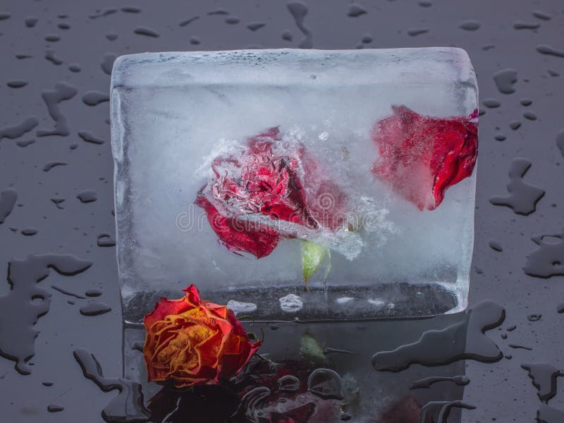 Roses in ice stock photo. Image of flowers, melting, roses - 81720884