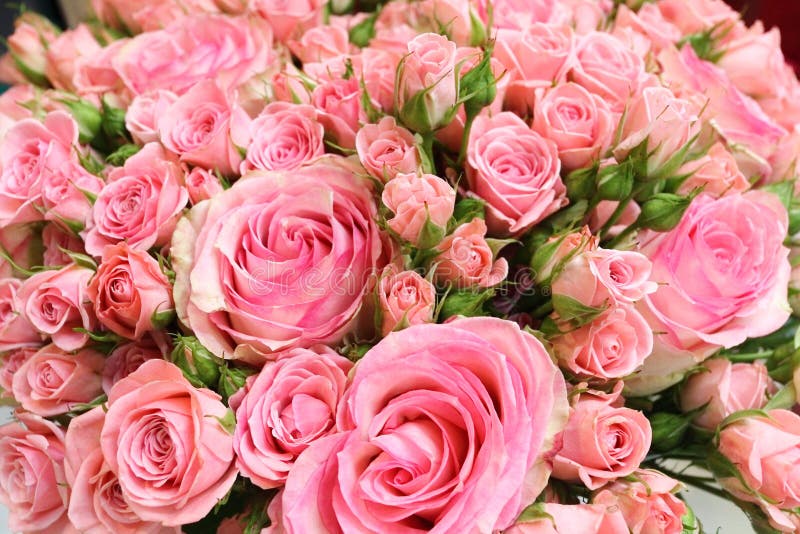 Roses stock image. Image of herbal, floral, rose, leaf - 33643765