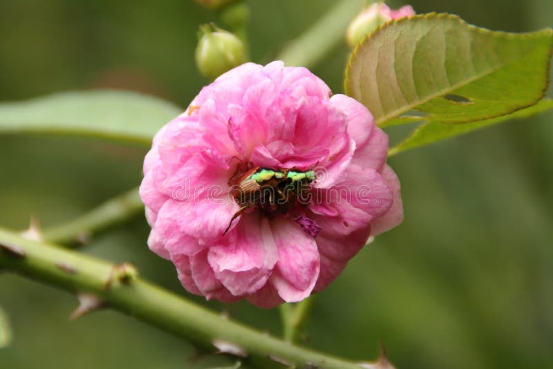 Roses with insect stock image. Image of green, roses - 81277439