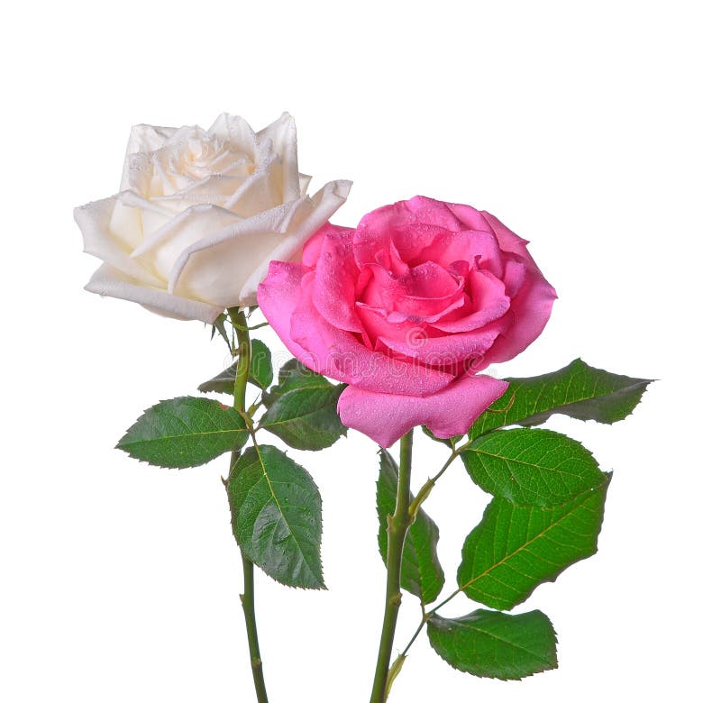 Roses on Isolated White Background Stock Photo - Image of roses, leaf ...