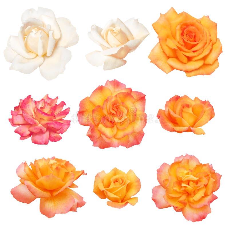 Roses Isolated on White Background. Vector Path! Stock Illustration ...