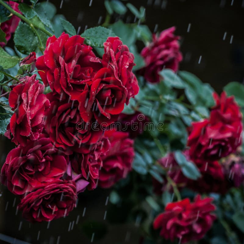 Roses after rain stock photo. Image of green, grass, freshness - 96442514