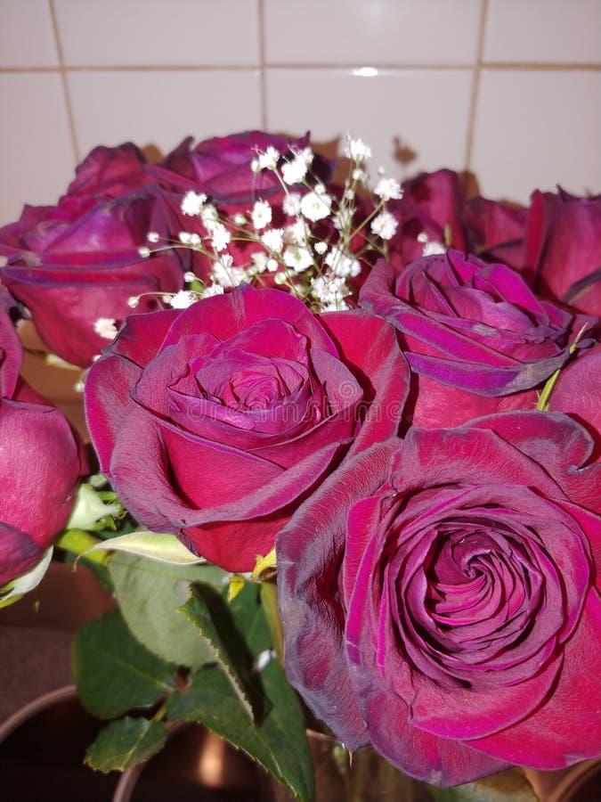 Roses stock image. Image of rose, kitchen, leaf, flower - 137346901