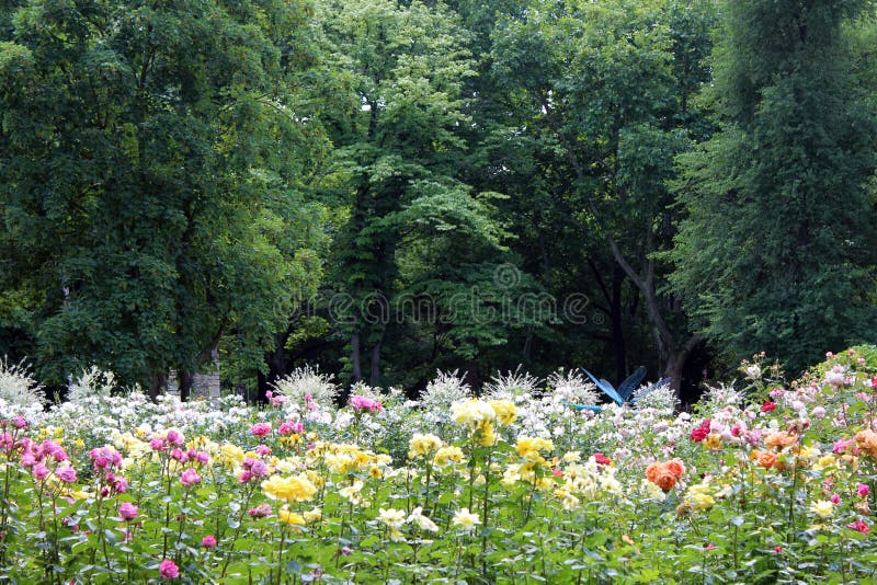 Roses Komersial D'une Couleur De Parc Photo stock - Image du roses ...