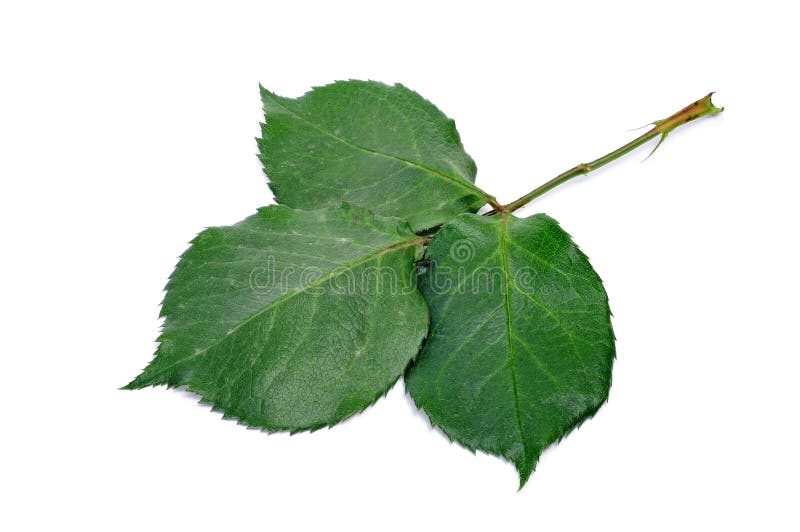 Roses leaves stock image. Image of botanical, background - 19325323