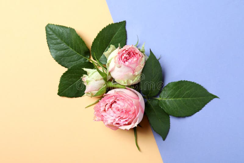 Roses with Leaves on Two Tone Background Stock Photo - Image of leaf ...