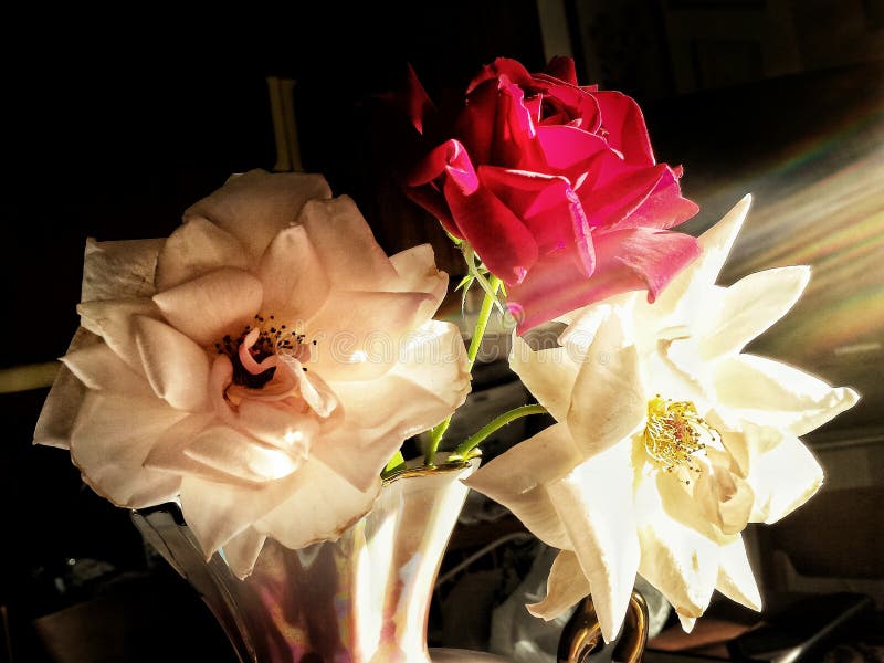 Roses stock image. Image of light, rosa, rose, rosso - 69658217