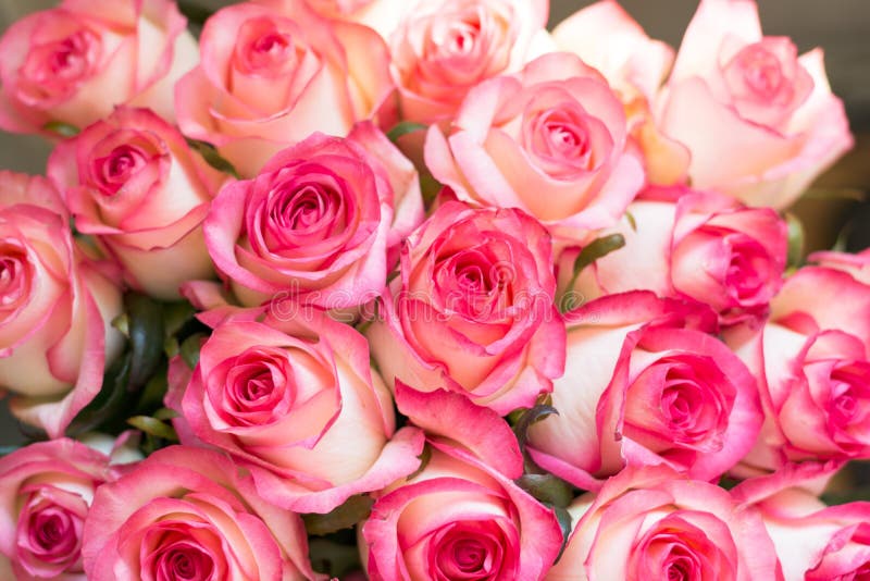 Roses, Lit by the Sun, View from Above Stock Photo - Image of cute ...