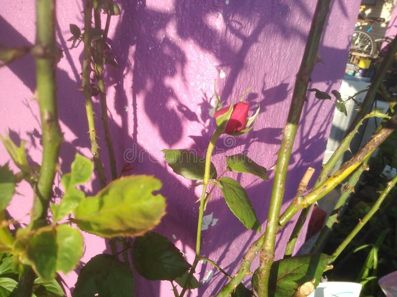 Roses long stem on bush stock image. Image of rosebush - 149253835