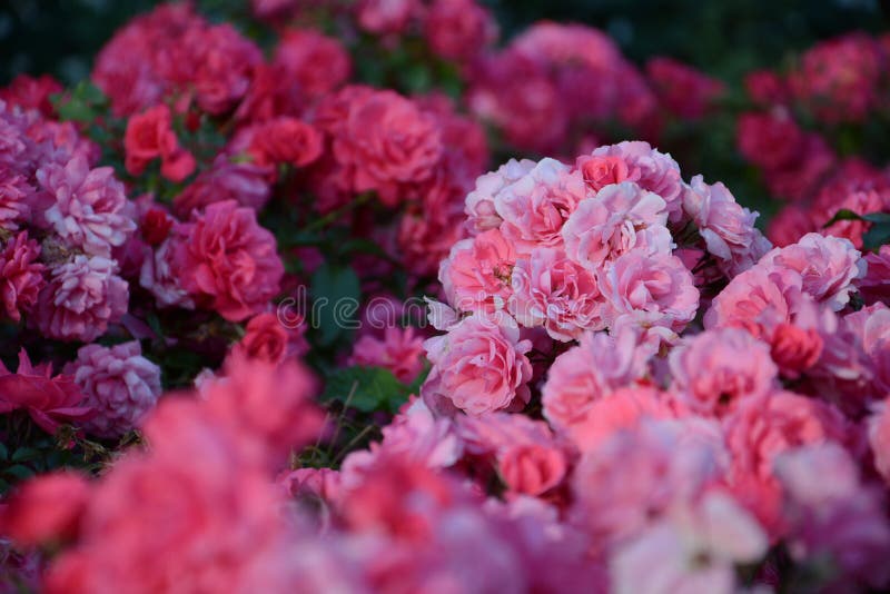 Roses stock photo. Image of tiny, pink, bloom, nature - 72749098