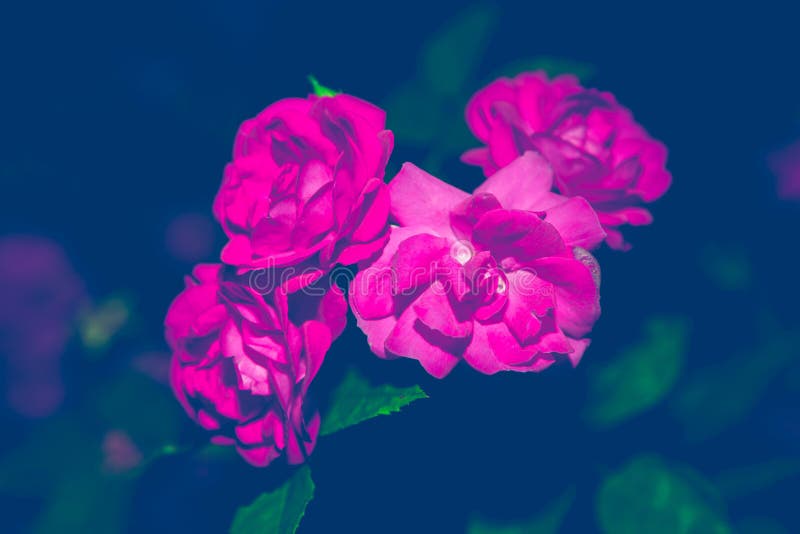 Roses in low lighting stock photo. Image of marriage - 201364468