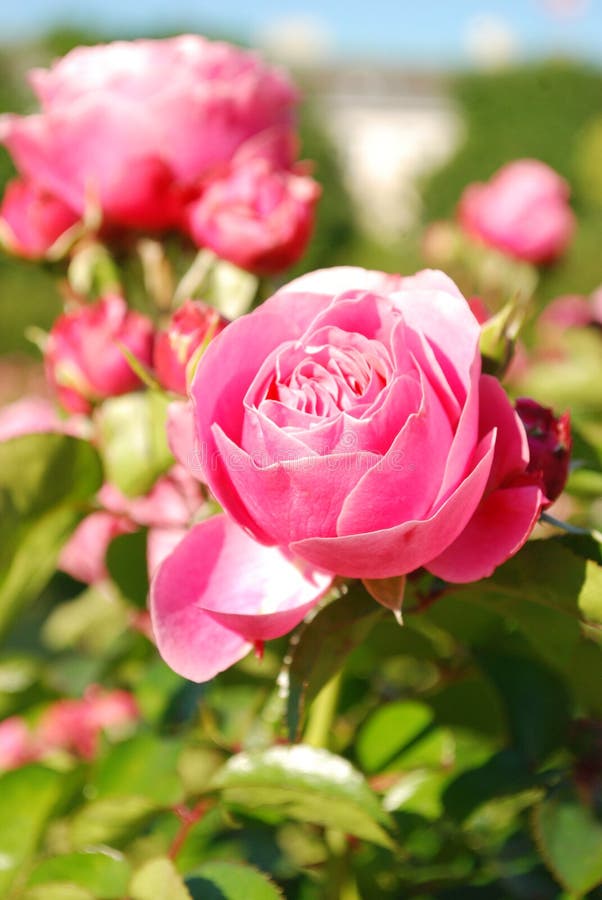 Roses stock photo. Image of garden, scenic, moody, rosarium - 230844886