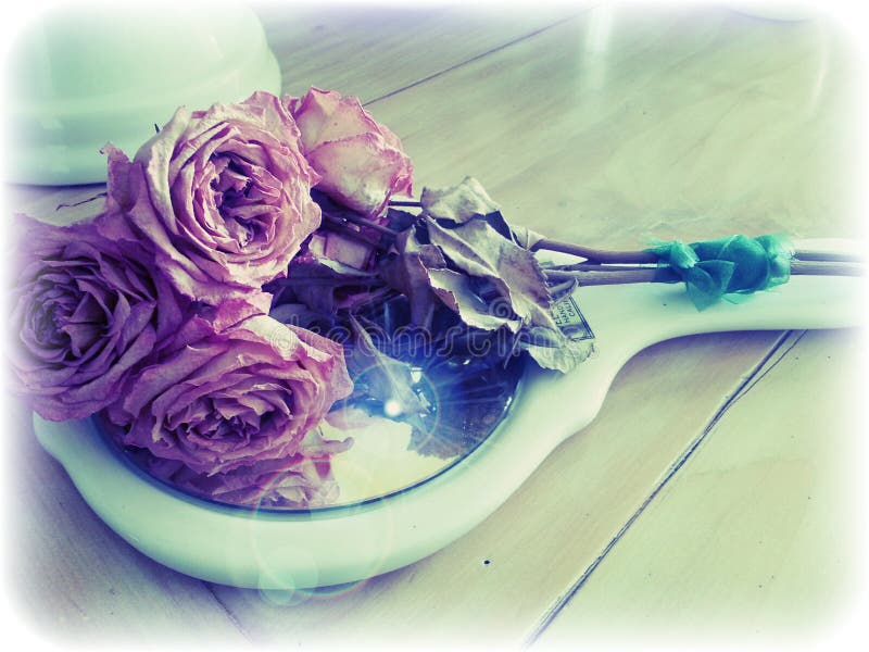 Roses stock photo. Image of mirror, edit, pink, love - 82621174