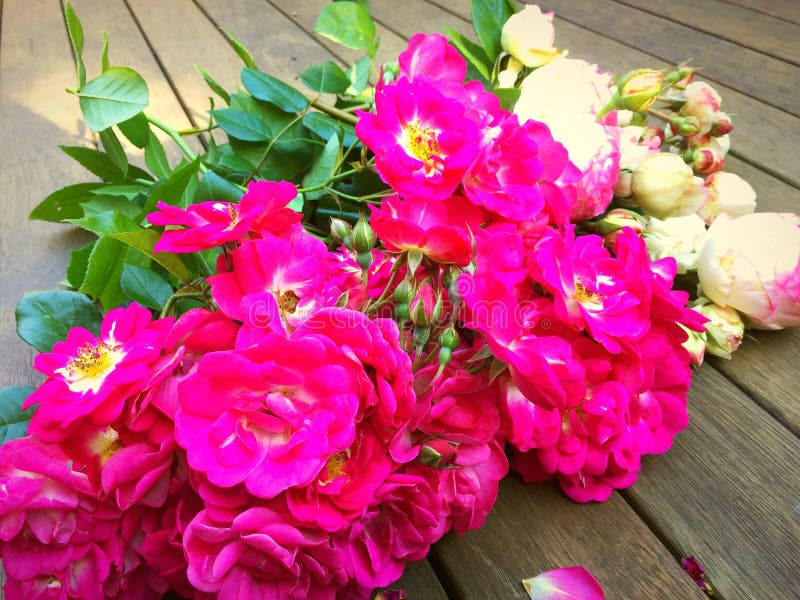 Roses stock image. Image of colour, pink, roses, bloom - 103890447