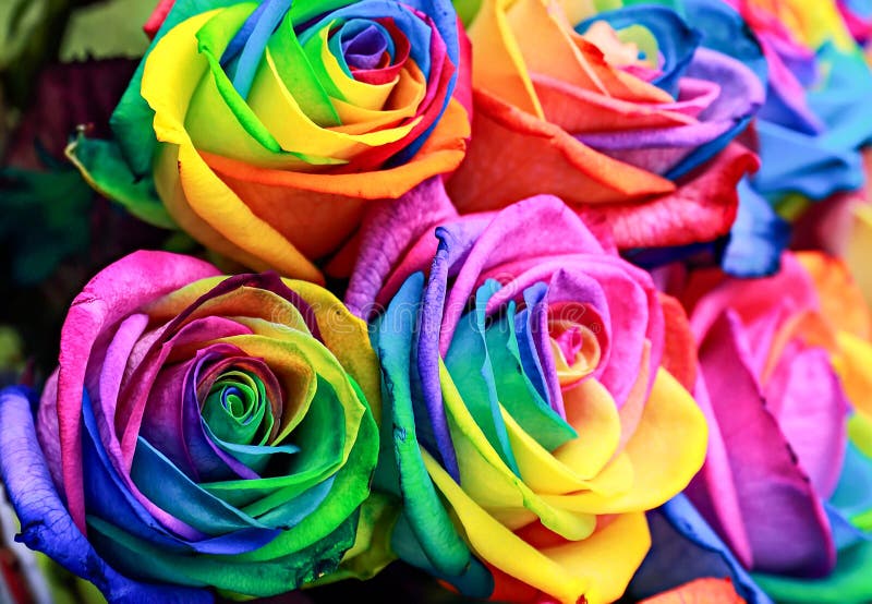 3,382 Roses Multicolores Photos libres de droits et gratuites de Dreamstime