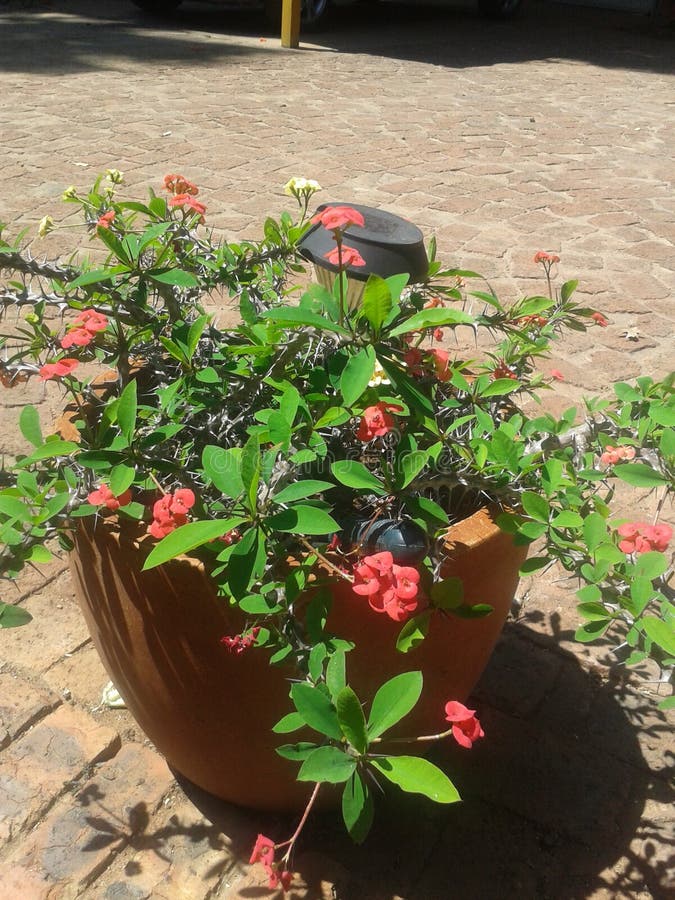 Roses n thorns stock image. Image of roses, flower, thorns - 45522101