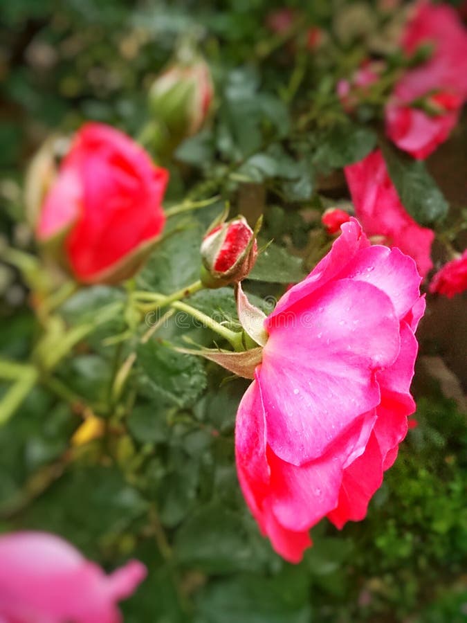 Roses stock photo. Image of color, roses, foliage, pink - 71040888