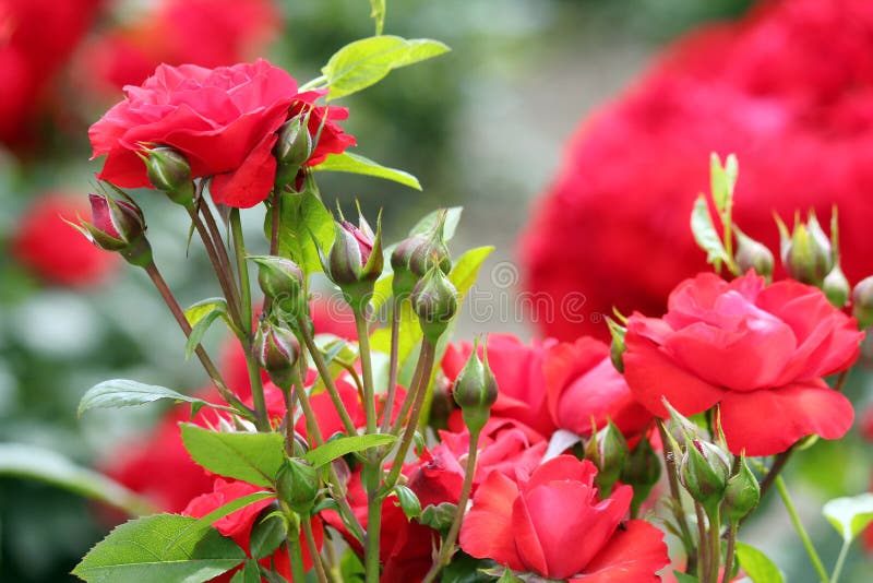 Roses nature spring scene stock image. Image of rose - 28442527
