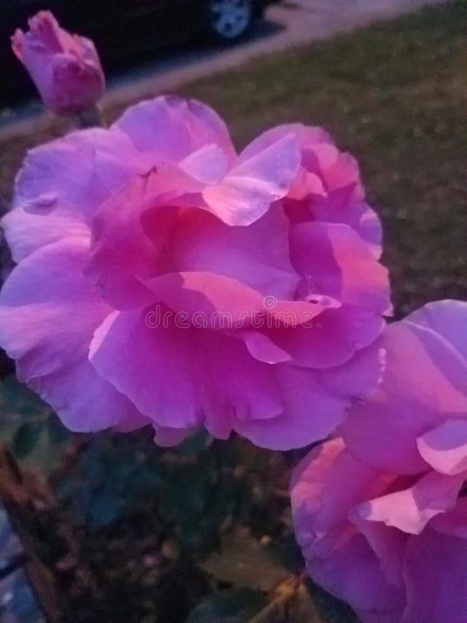 Roses at Night stock photo. Image of nature, colors - 153500952