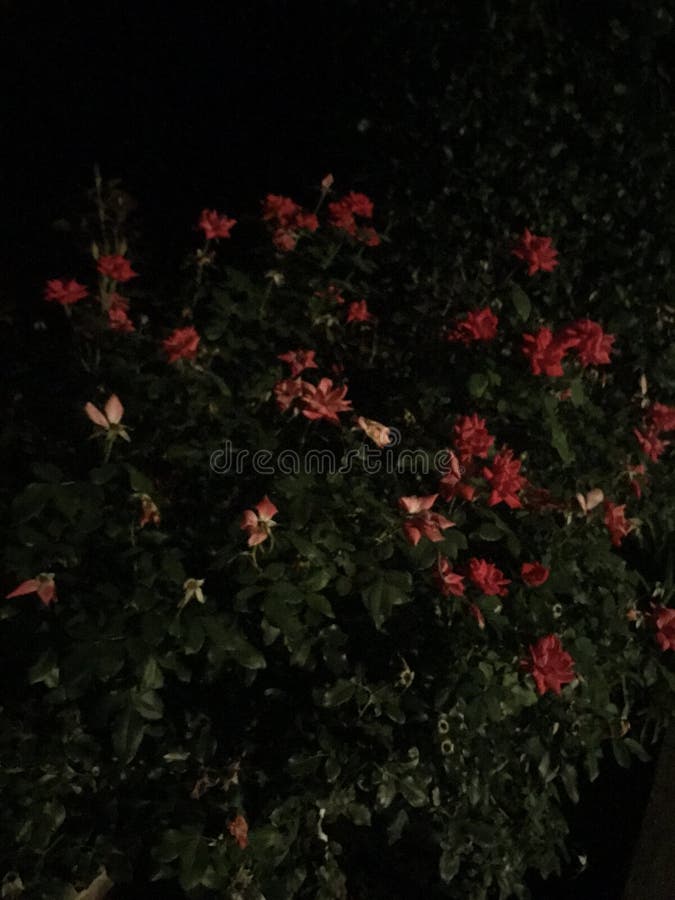 Night Roses stock photo. Image of night, soul, roses - 47652454