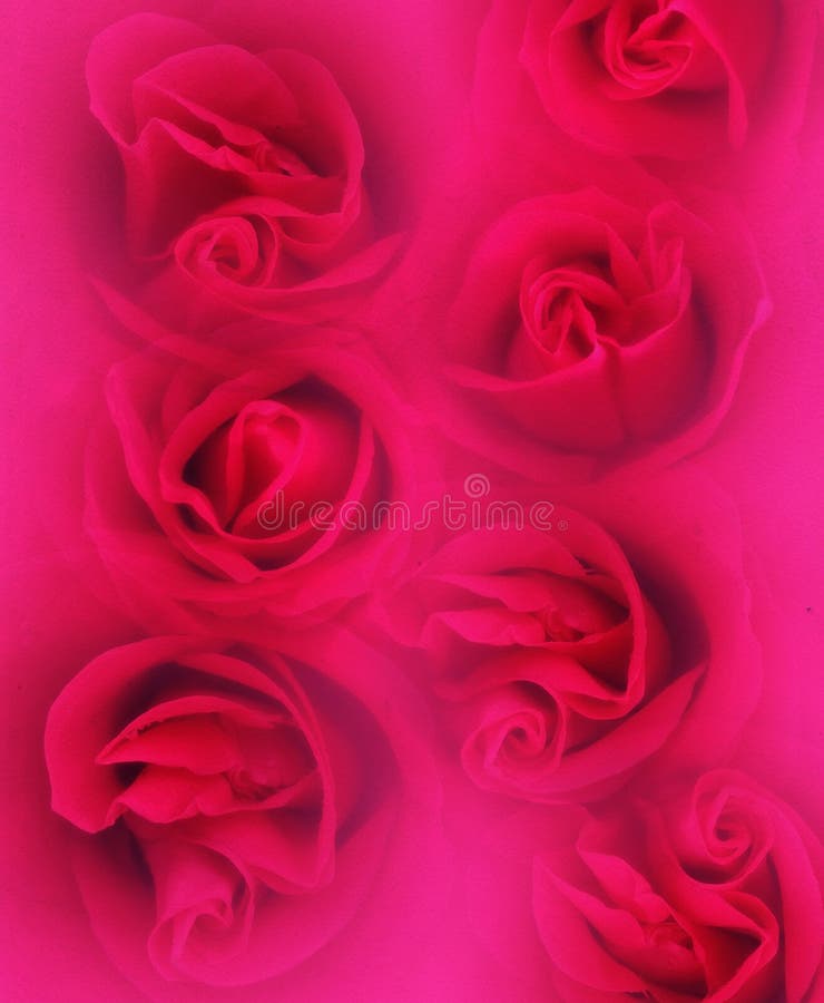 Red roses frame stock illustration. Illustration of detail - 22208391