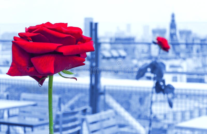 Roses in Paris, France. stock image. Image of green, focus - 53333481
