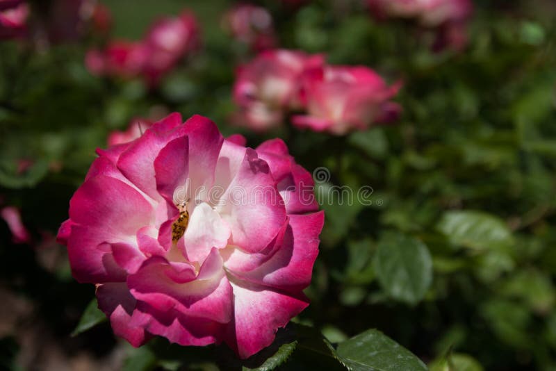 Roses park stock photo. Image of formal, summer, season - 61320204