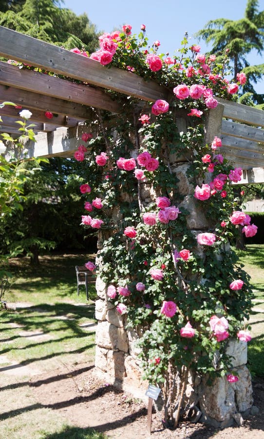 Roses park stock image. Image of garden, group, colorful - 64000583