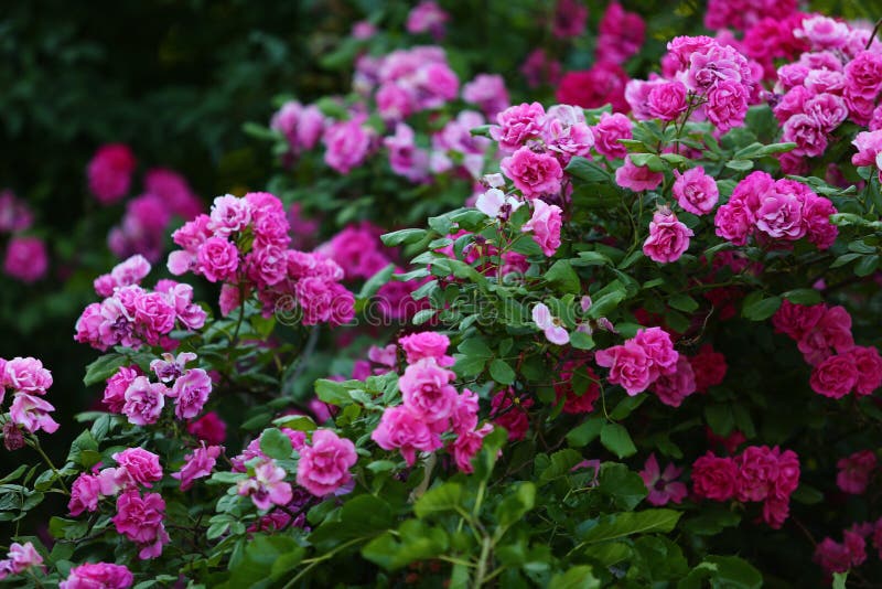 Roses in park stock image. Image of floral, bouquet - 117256177