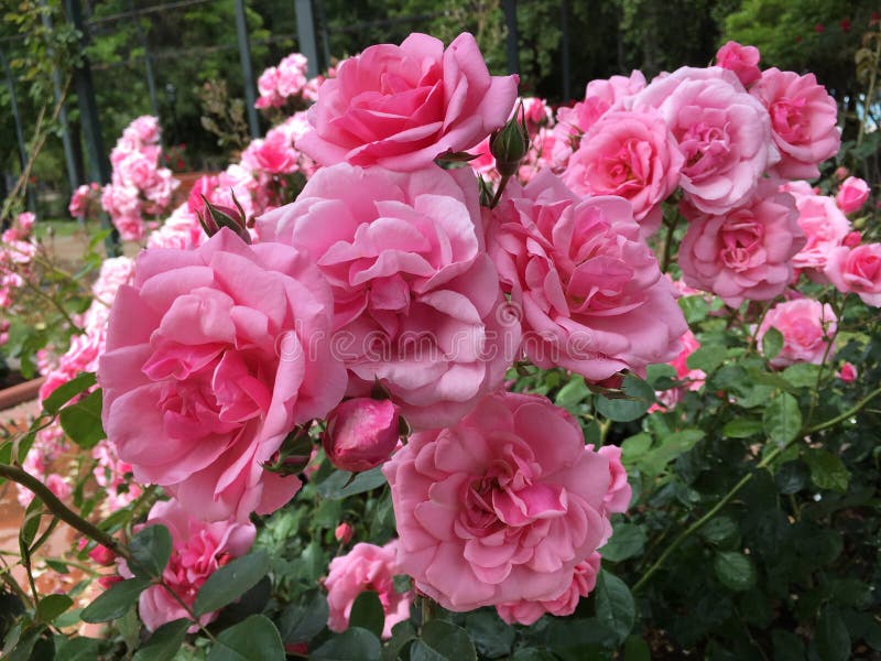Roses at a Park in Santiago, Chile Stock Photo - Image of nature ...