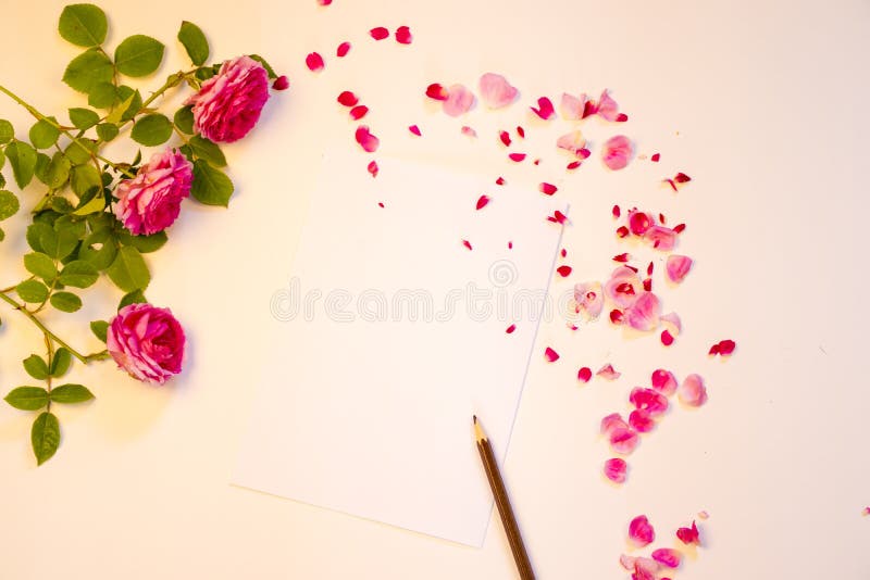 Roses with petals stock photo. Image of empty, roses - 120018536