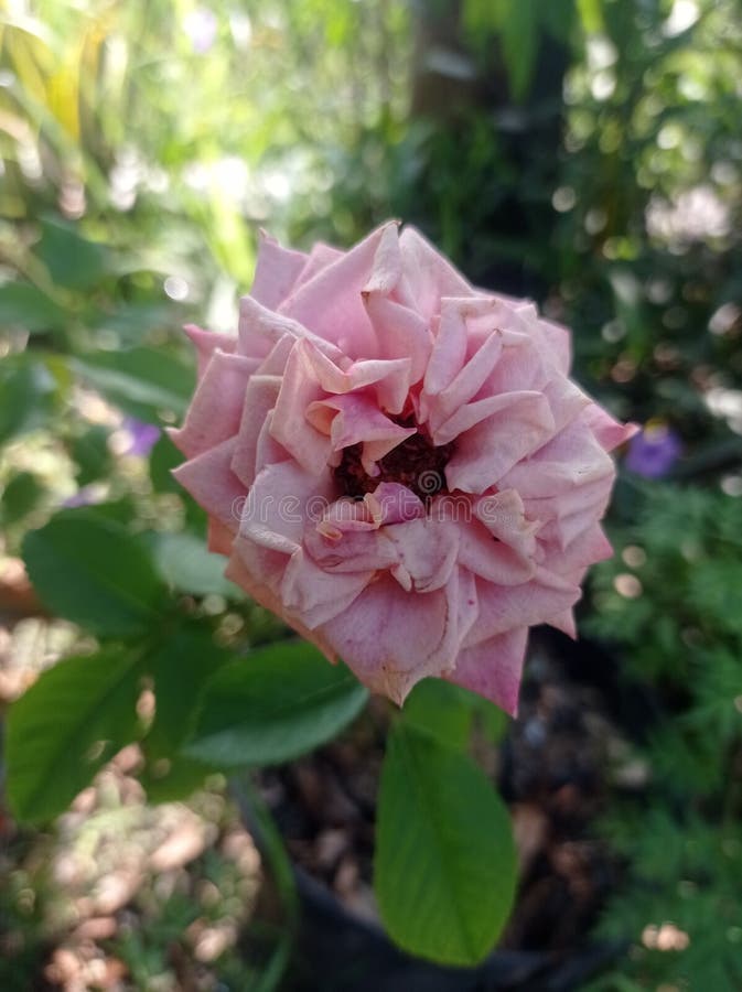 Roses Ping Front of the House that Will Wither Stock Photo - Image of ...