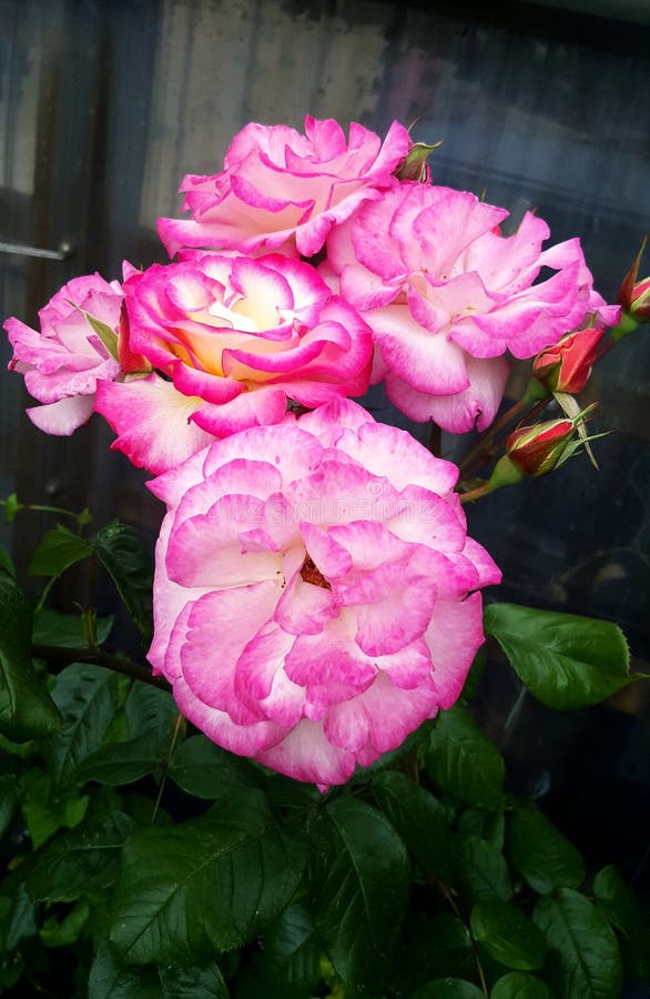 Roses stock photo. Image of beautiful, roses, blossom - 77102858