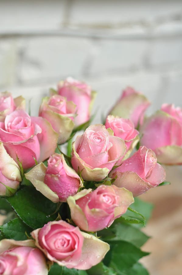 Roses, Pink Roses, Roses in Dew, Fresh Roses, Rose Flowers Stock Photo ...