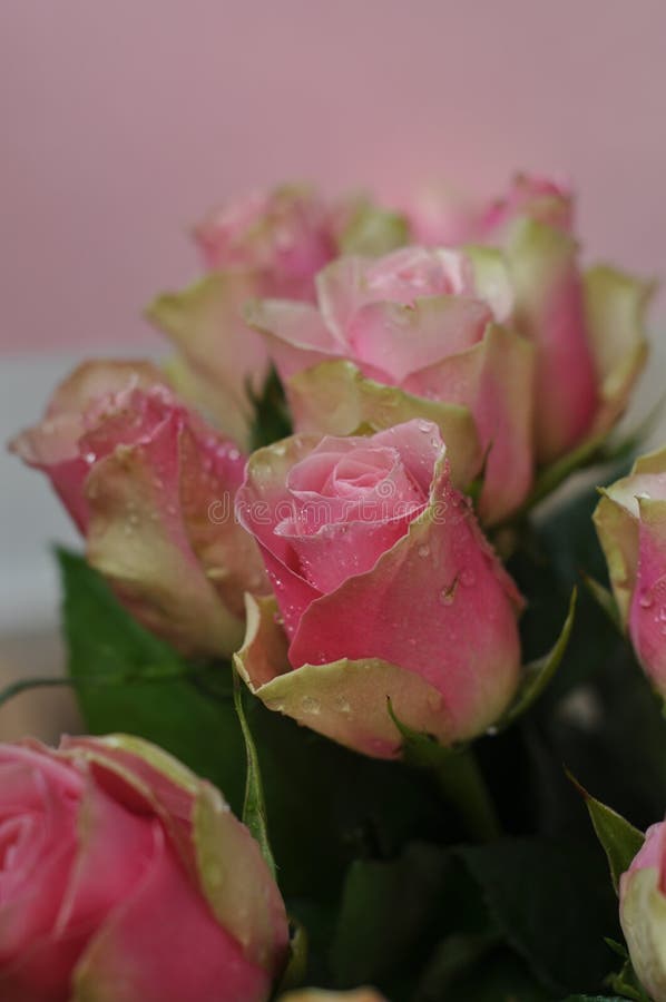 Roses, Pink Roses, Roses in Dew, Fresh Roses, Rose Flowers Stock Image ...