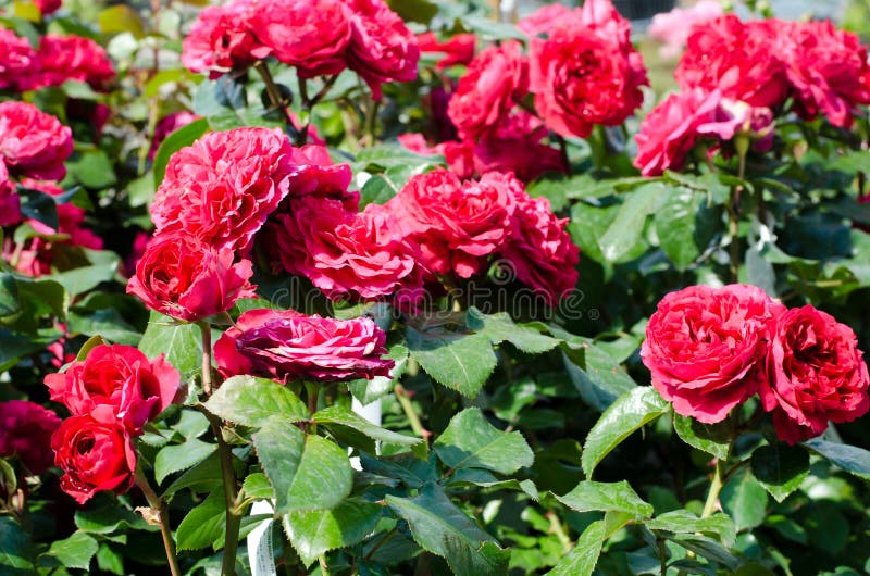 Roses stock image. Image of romantic, gardening, summer - 52077787