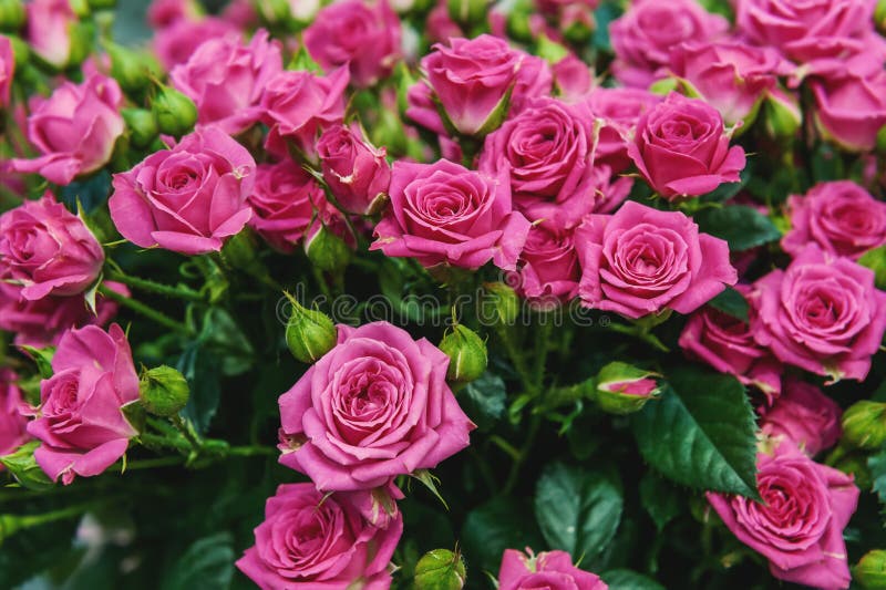 Roses of Pink and Green Modern Varieties in a Bouquet As a Gift ...