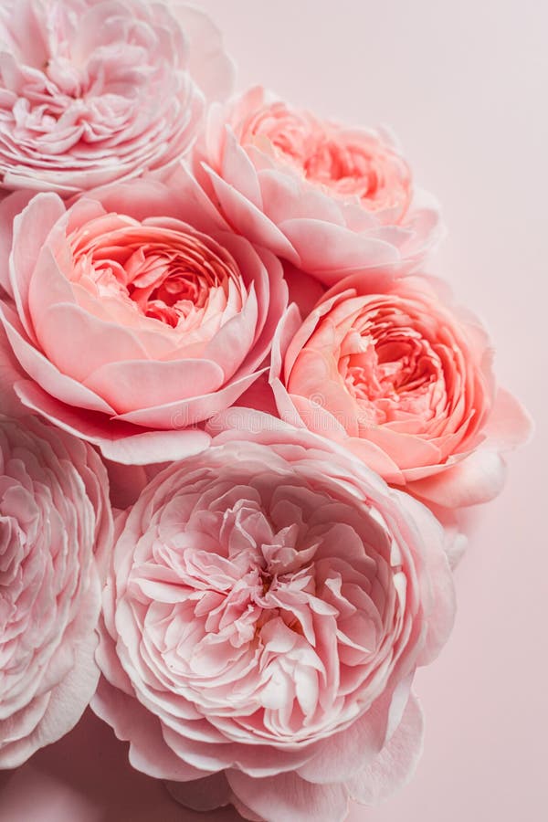 Roses on the Pink Holiday Concept, Greeting Card Stock Photo - Image of ...