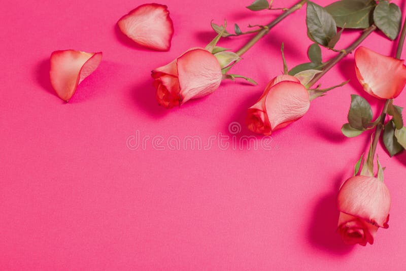 Roses on Pink Paper Background Stock Image - Image of flowers, pink ...