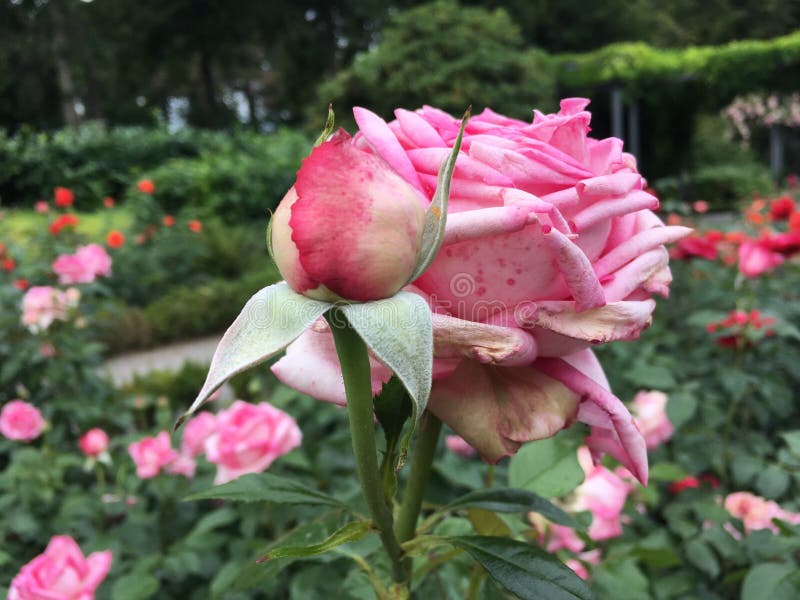 143 Rose Garden Bern Stock Photos - Free & Royalty-Free Stock Photos ...