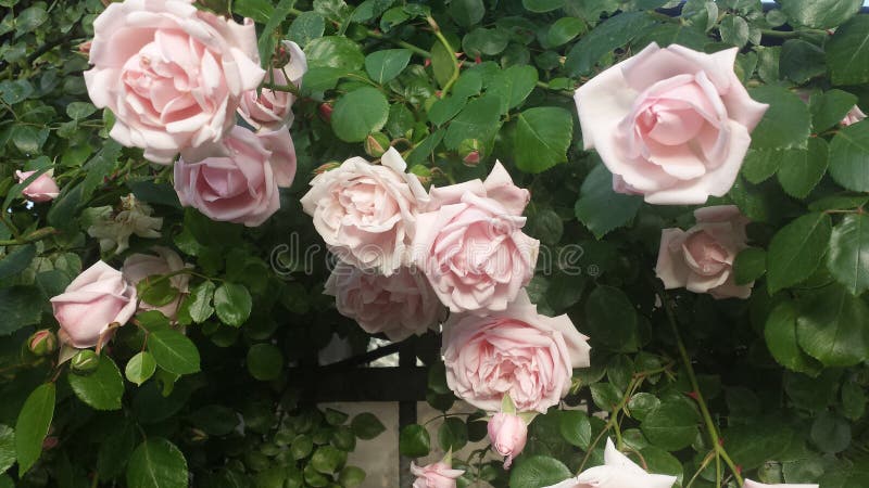 Roses stock photo. Image of green, roses, rose, flowerbed - 81845906
