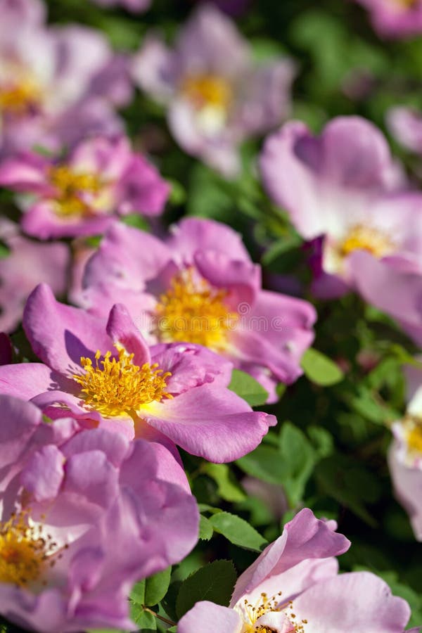 Roses. stock image. Image of bloom, centerpiece, blossom - 33463937