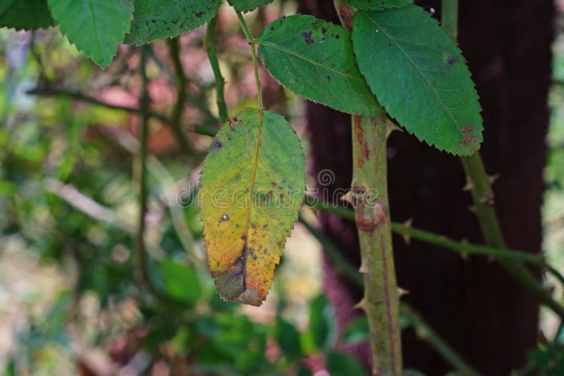 Roses plant disease stock photo. Image of background - 87454502