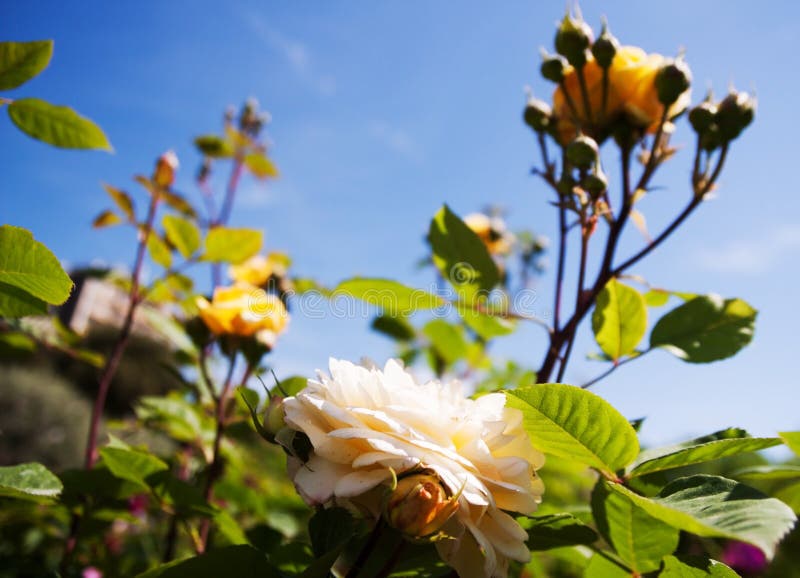 Roses Plant in Spring Garden Stock Photo - Image of outside, bushes ...